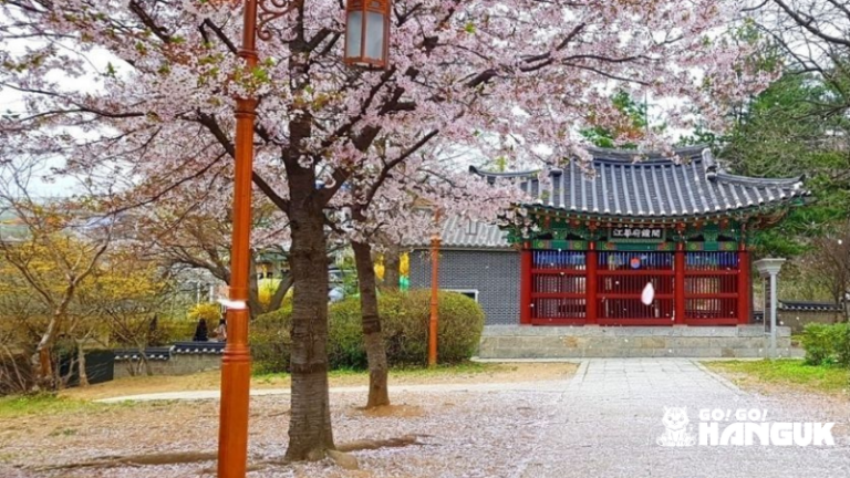 5 datos fascinantes sobre la primavera en Corea - Go! Go! Hanguk