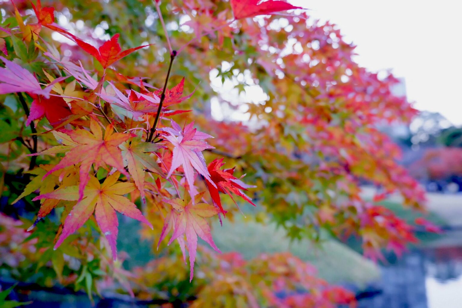 Bildungssystem in Korea: Die 5 wichtigsten Abschnitte - Go! Go! Hanguk