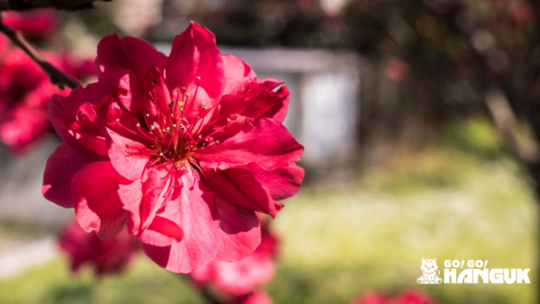 Spring in Korea and Things to Do - Go! Go! Hanguk
